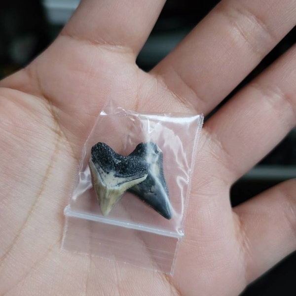 Purple Sea Glass, Vitrite Sea Glass - Etsy