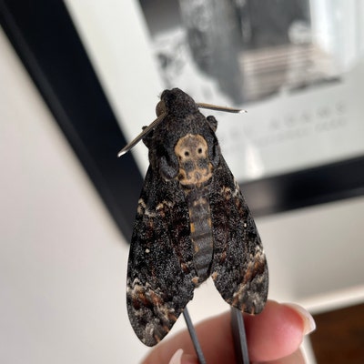 Death's Head Moth, Acherontia Atropos Hawkmoth, Real Specimen for ...