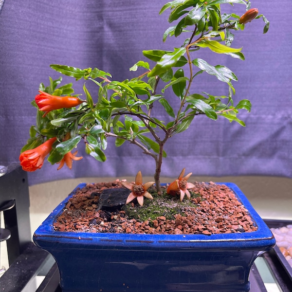 Dwarf Pomegranate, 6 Years Old, Broom Style, Edible Fruits - Etsy