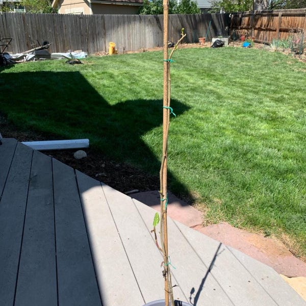 Athens Blue Princess Glory Bush Plant~~tibouchina Urvilleana~small ...