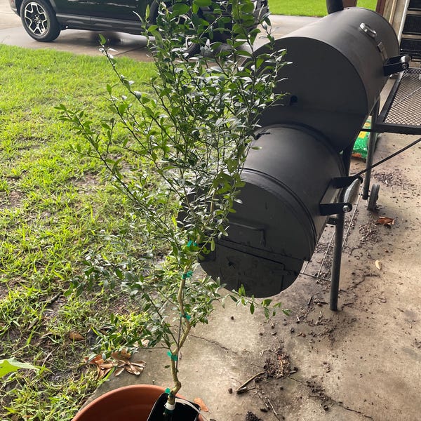 Australian Red Pulp Finger Lime Tree Please Read Description* - Etsy