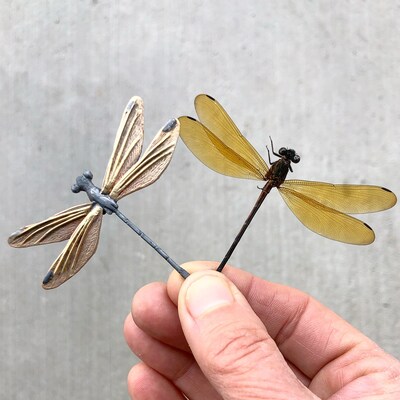 Euphaea Lara Yellow Dragonfly Damselfly Indonesia Mounted Wings Spread ...