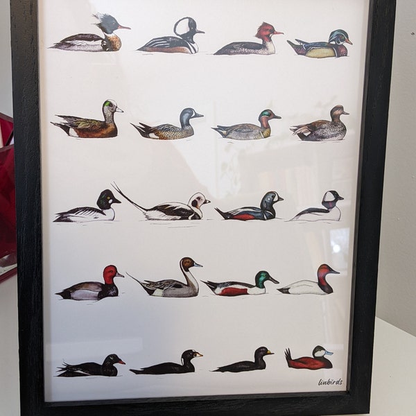 Ducks of North America Painting, Art Print 8x10, 8.5x11, 5x7 Ink ...