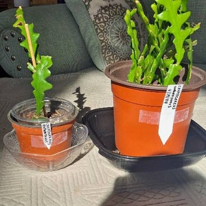 Large 6 Hydrocotyle Vulgaris Money Plant Copper Coin Plant Lucky Plant ...