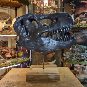 42cm Museum Quality T. Rex Skull - Etsy