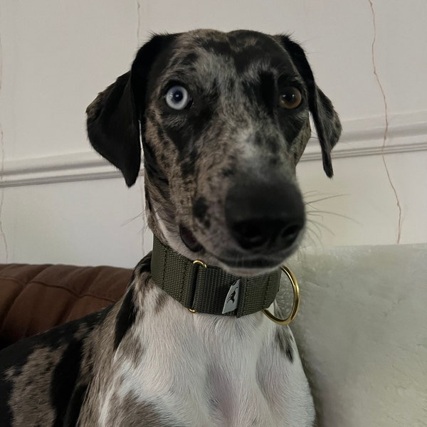 Emerald 'atacama' Whippet Greyhound Italian Lurcher Sighthound ...