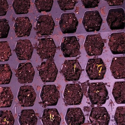 Purple Pampas Grass Seeds 200 Organic and Natural Grass Biofuel Green ...