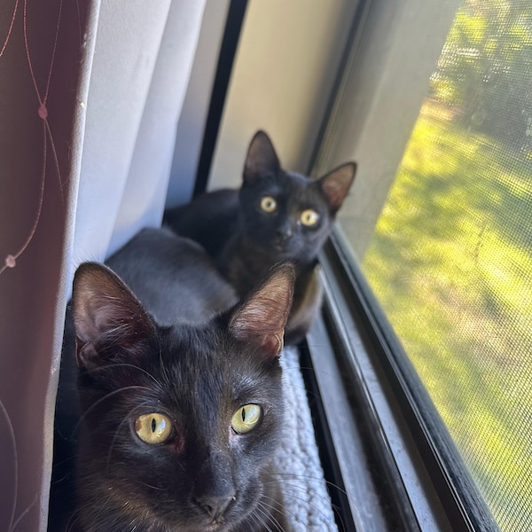 Window Sill Cat Pad/ 7” Sill Pad - Etsy