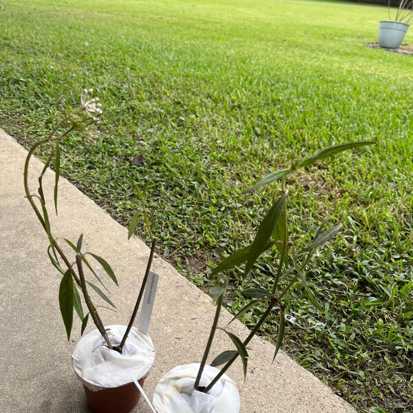 Spathoglottis Plicata, Easy to Grow Terrestrial Orchid. Rooted Plant ...