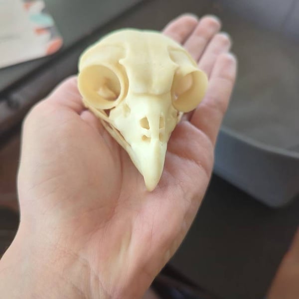 Puma or Mountain Lion Skull Replica (museum Quality) - Etsy