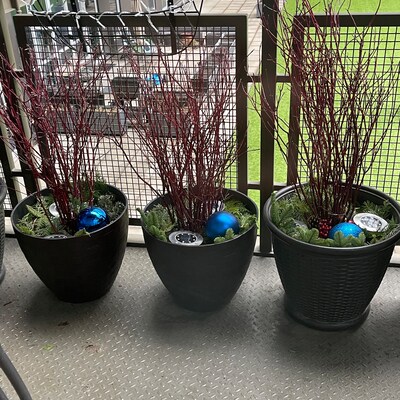 Juniper Fresh Cut Oregon Juniper Box Christmas Wedding Fresh Cut ...