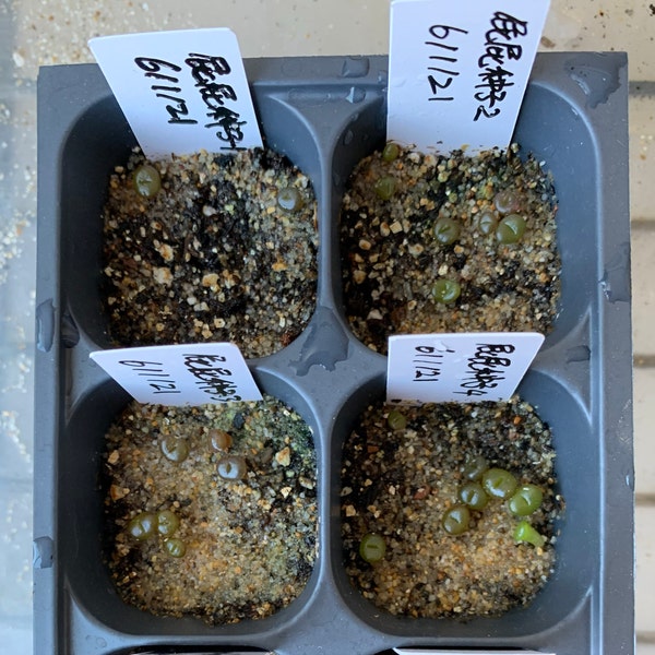 20 Seeds Lithops Aucampiae Mix / Freshly Harvest 20 Premium Quality ...