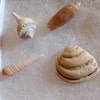 RARE Pawleys Island Shells Seashell Imperial chunky Venus Clam 1 Piece ...