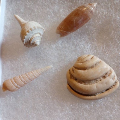 RARE Pawleys Island Shells Seashell Imperial chunky Venus Clam 1 Piece ...