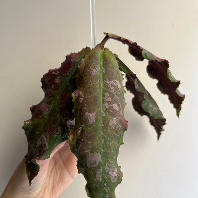 Hoya Lima Silver W Peduncle / Lightly Rooted/new Growth - Etsy