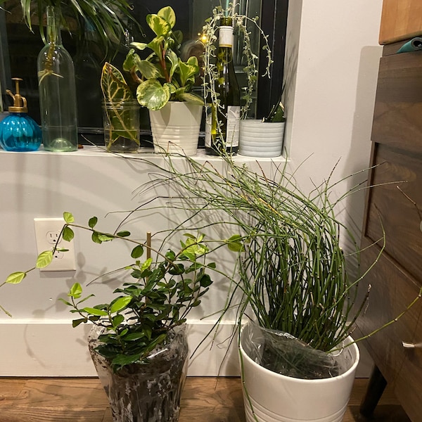 Horsetail Reed, Equisetum Hyemale, Horsetail Reed Grass, Horsetail Reed ...