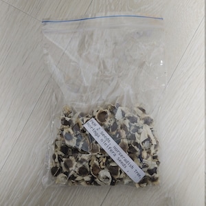 500 Callistemon Citrinus Seeds Crimson Bottle Brush Seeds | Etsy