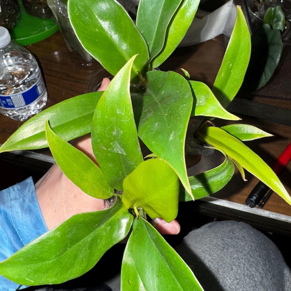 Philodendron White Princess 2 Starter Plant ALL STARTER PLANTS Require ...