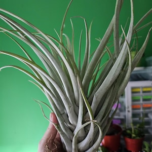 Neglecta Mini Air Plants Tillandsia, Air Plant, Indoor Plant, House ...