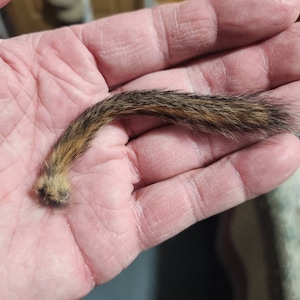 2 Coyote Leg Bone 1 Ulna and 1 Radius BN-701 - Etsy