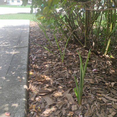 Tuberose Bulbs, Double Bloom, Polianthes Tuberosa, Rajanigandha ...
