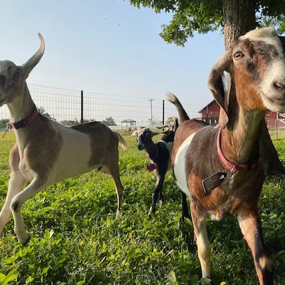 Goat Collar ID Tags - Etsy