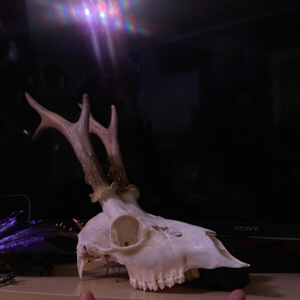 Big Mouflon Mountain Sheep Ram Skull With Very Horns 21,7 European ...