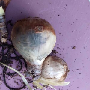 Clearance 20 Ixia Blue Bird Flower Bulbs From Easy to Grow - Etsy