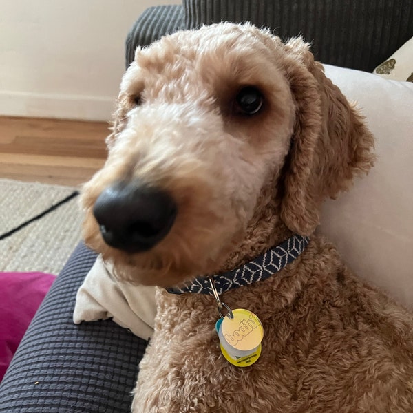 Custom Pet ID Tag for Dogs and Cats | Personalized Hologram Acrylic ...