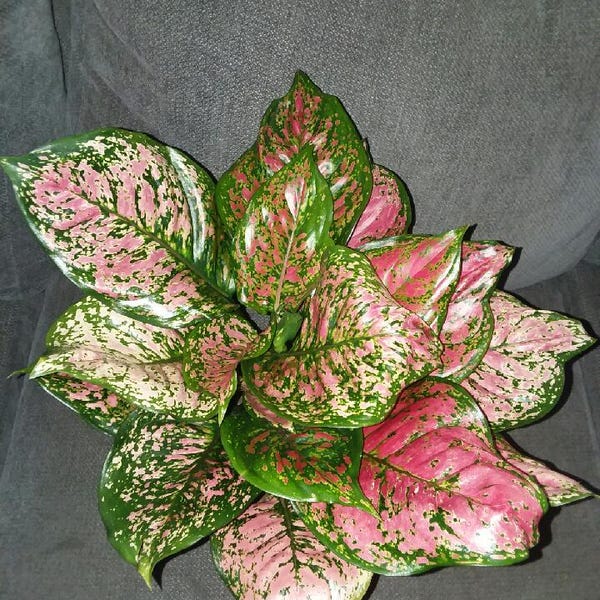 Aglaonema Ruby Ray | Chinese Evergreen | Indoor Live Houseplant | Ships ...