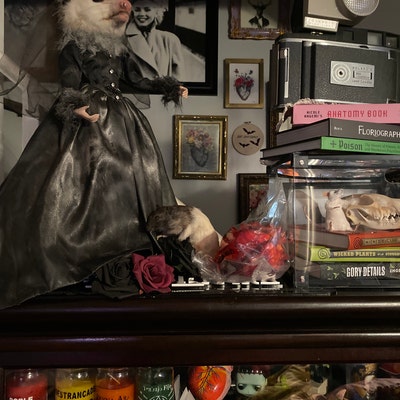 Taxidermy Mouse Head Mount Trophy Tiny Mouse or Rat Magnetic Victorian ...