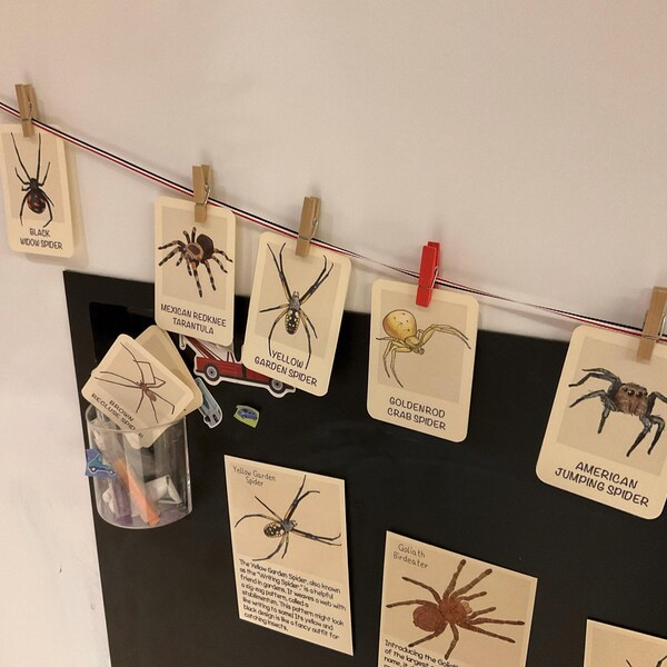 Spiders Flash Cards Montessori Printable Homeschool Resources ...