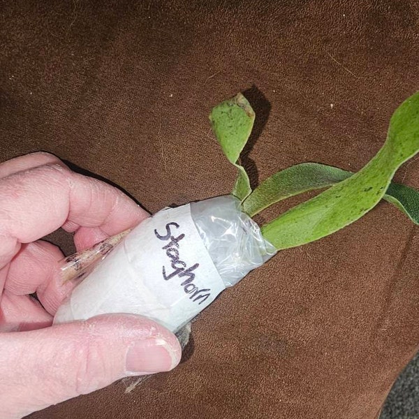 Cherry Sparkler Fountain Grass Plug Starter Plant - Etsy