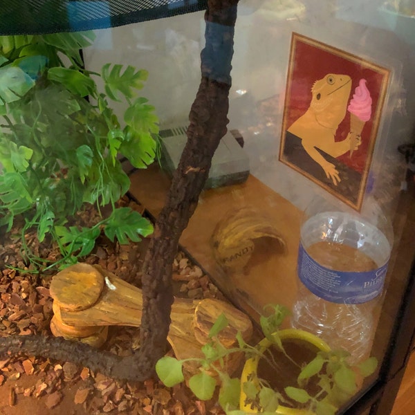 Bearded Dragon Eating Pizza Tank Decor - Slice of Pizza - Bearded ...