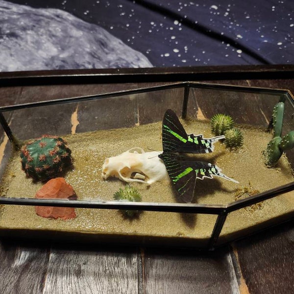 Foam Pinning Boards for Insect Collection Mounting and Display Hand Cut ...