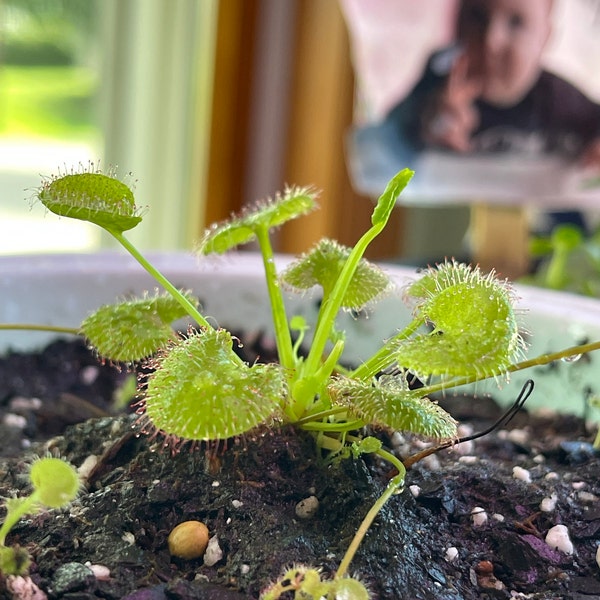 Drosera Prolifera-live Carnivorous Plant- - Etsy