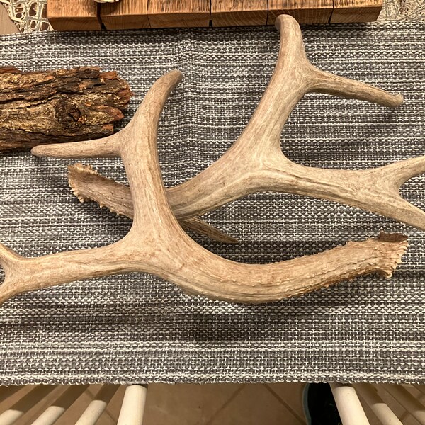 Decor Elk Shed Antler - Etsy