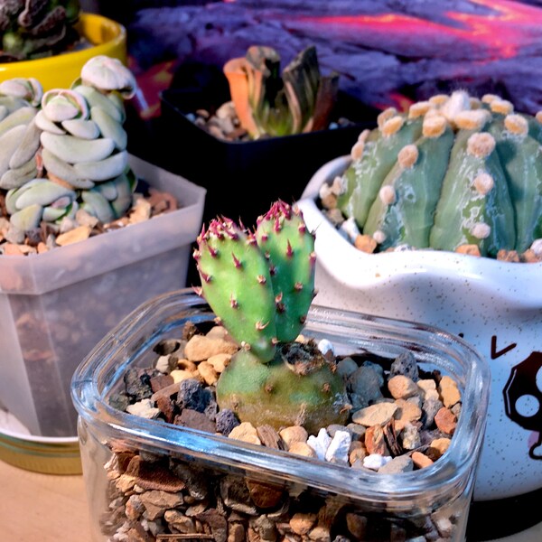 Santa Rita, Baby Rita, Rare Purple Dwarf Cactus, Opuntia Basilaris ...