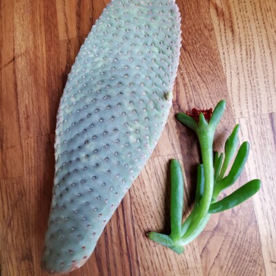 Special Screwbean Mesquite 10 Seeds Xeriscape Drought Resistant Desert ...