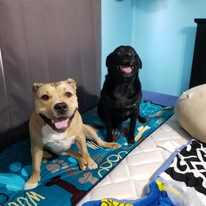 12 Dog Bed Mattress Extender Kit Dog Bed Extension of Human Mattress ...