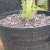 Supernova Tomato Seedling - Grape Tomato Plant - Pre-order Spring 2025 ...