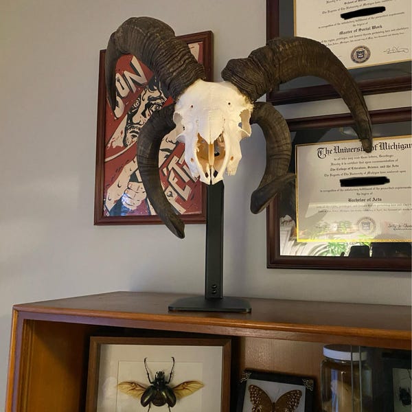 Desktop Dead on Display European Skull Mount Bracket - Etsy