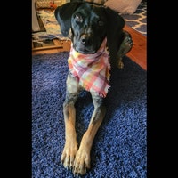 Huckleberry Dog Bandana summer, Spring, Rustic, Flowers, Floral, Summer ...