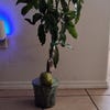 Ice Cream Dwarf Mango Tree Grafted - 18" to 24" - Etsy