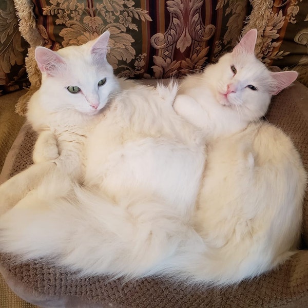 Fairies Warning Sign~beyond Here There Be Fairies Canvas~renaissance ...