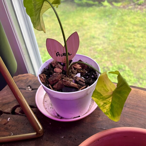 Anthurium Zara X Michelle Doc Block Hybrid - Etsy