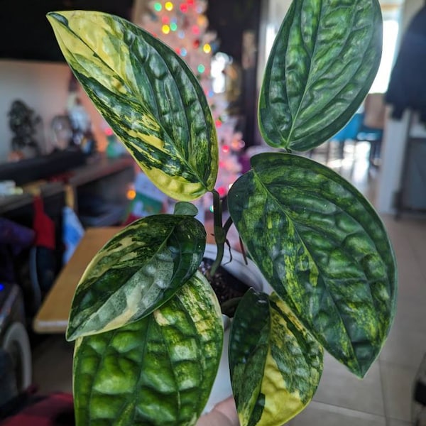 Epipremnum 'colorado Constellation' Rare Pothos - Etsy