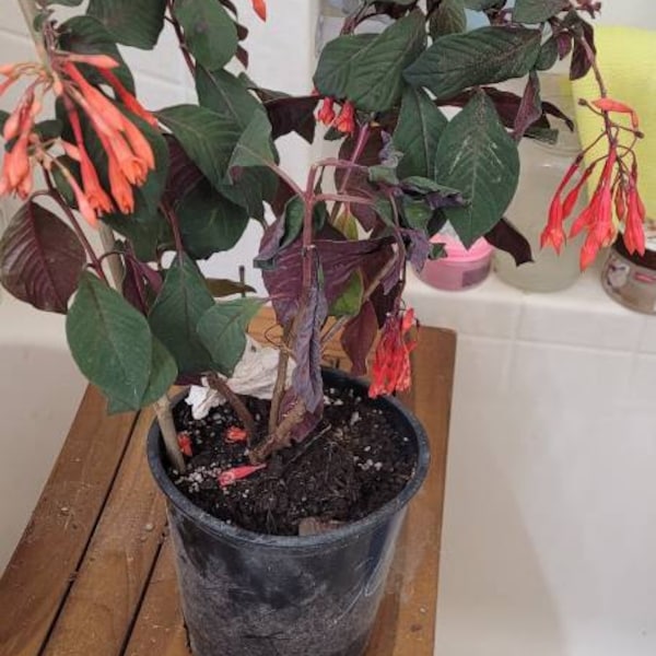 Flanders Fig Live Plant 2ft Tall Ship in 6 Pot - Etsy