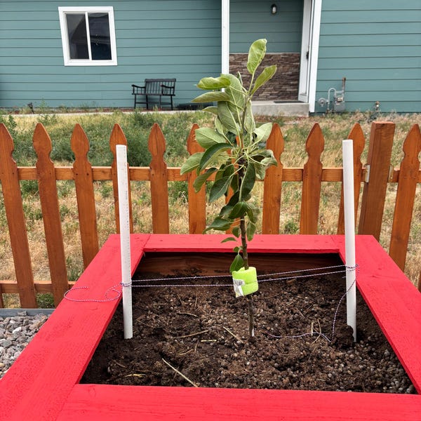Columnar Apple Tree (northpole) 1 Gallon Potted 2 Feet Tall- Grafted - Etsy