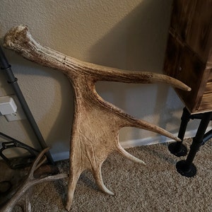 Large Maine Moose Shed Moose Antler Deer, Taxidermy, Man Cave, Crafts ...